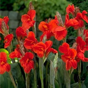 6 Canna Rhizomes / Bulbs / Roots - The President - Order for Spring Planting!