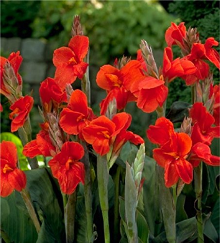 6 Canna Rhizomes / Bulbs / Roots - The President - Order for Spring Planting!