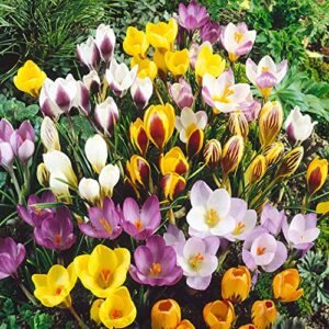 40 jumbo crocus mixture - crocus vernus & flavus by daylily nursery