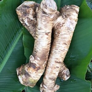 1 Lb. Horseradish Root. Great for Fall Planting! Make Tasty Sauces and Enjoy All Its Health Benefits! Sold by Weight, so You May Receive One Large Root, or Several Small Ones, Depending on Harvest.