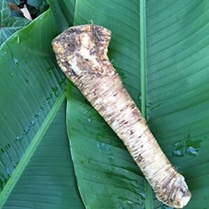 1 Lb. Horseradish Root. Great for Fall Planting! Make Tasty Sauces and Enjoy All Its Health Benefits! Sold by Weight, so You May Receive One Large Root, or Several Small Ones, Depending on Harvest.