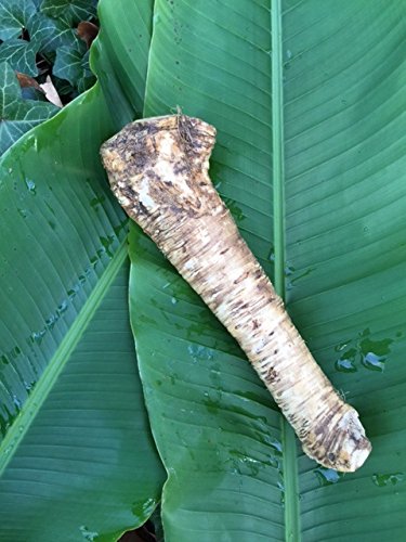 1 Lb. Horseradish Root. Great for Fall Planting! Make Tasty Sauces and Enjoy All Its Health Benefits! Sold by Weight, so You May Receive One Large Root, or Several Small Ones, Depending on Harvest.