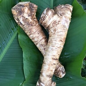 1 Lb. Horseradish Root. Great for Fall Planting! Make Tasty Sauces and Enjoy All Its Health Benefits! Sold by Weight, so You May Receive One Large Root, or Several Small Ones, Depending on Harvest.