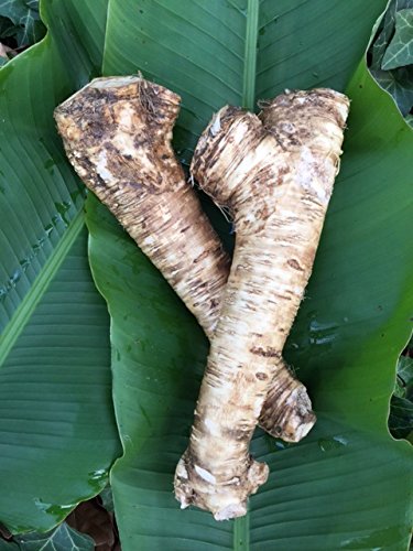 1 Lb. Horseradish Root. Great for Fall Planting! Make Tasty Sauces and Enjoy All Its Health Benefits! Sold by Weight, so You May Receive One Large Root, or Several Small Ones, Depending on Harvest.