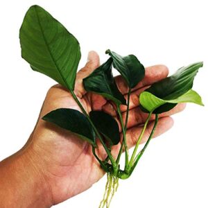 planterest | anubias barteri var. nana potted live aquarium plants for beginner 100% snail free guarantee