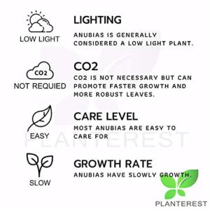 Planterest | Anubias Barteri Var. Nana Potted Live Aquarium Plants For Beginner 100% Snail Free Guarantee