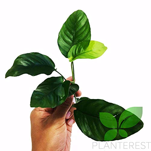 Planterest | Anubias Barteri Var. Nana Potted Live Aquarium Plants For Beginner 100% Snail Free Guarantee