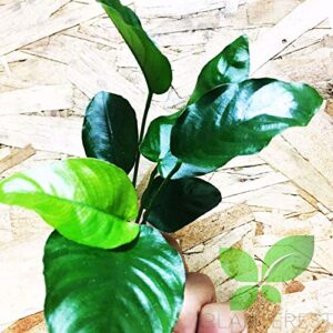 Planterest | Anubias Barteri Var. Nana Potted Live Aquarium Plants For Beginner 100% Snail Free Guarantee