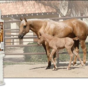 UltraCruz Equine Probiotic Supplement for Horses, 60 ml, Paste (4 Day Supply)