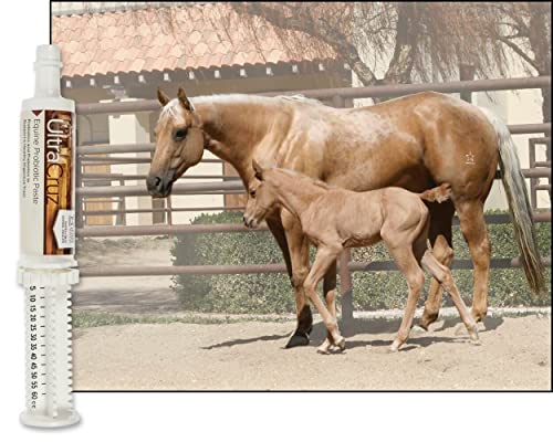 UltraCruz Equine Probiotic Supplement for Horses, 60 ml, Paste (4 Day Supply)