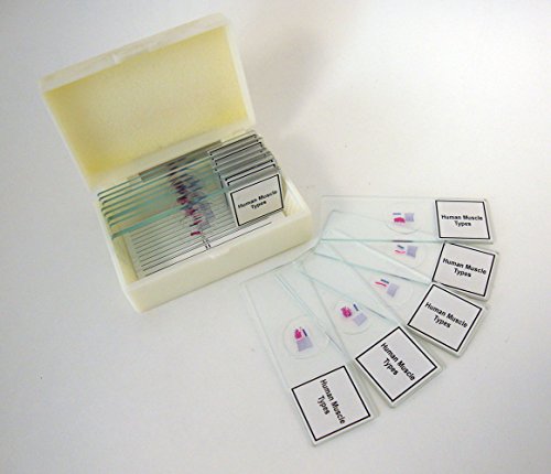 Prepared Slide, Muscle Types, Classpack of 15 Sides