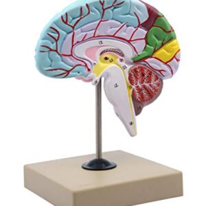 Functional Human Brain Model, Cross Section - 1/2 Size - Color Coded & Numbered with Key Card - Includes Mount - Eisco Labs