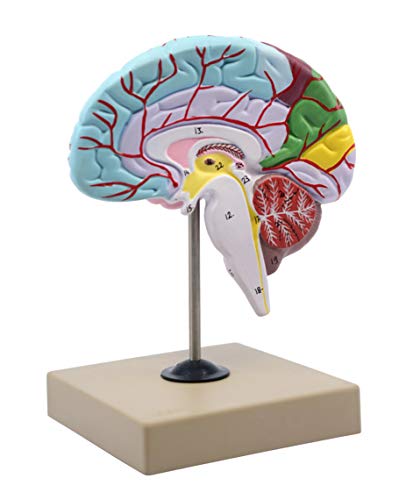 Functional Human Brain Model, Cross Section - 1/2 Size - Color Coded & Numbered with Key Card - Includes Mount - Eisco Labs