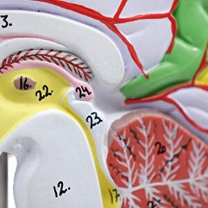 Functional Human Brain Model, Cross Section - 1/2 Size - Color Coded & Numbered with Key Card - Includes Mount - Eisco Labs