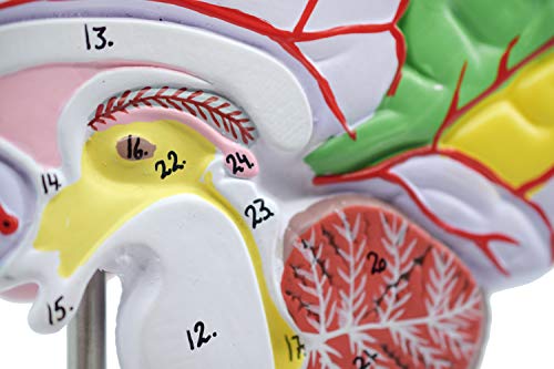 Functional Human Brain Model, Cross Section - 1/2 Size - Color Coded & Numbered with Key Card - Includes Mount - Eisco Labs