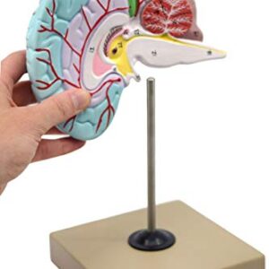 Functional Human Brain Model, Cross Section - 1/2 Size - Color Coded & Numbered with Key Card - Includes Mount - Eisco Labs