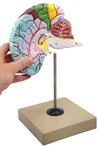 Functional Human Brain Model, Cross Section - 1/2 Size - Color Coded & Numbered with Key Card - Includes Mount - Eisco Labs