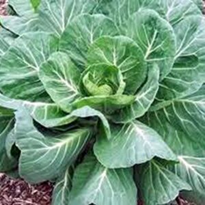 Collard Greens Seeds, Georgia Southern, Heirloom, 100 Seeds, Non GMO