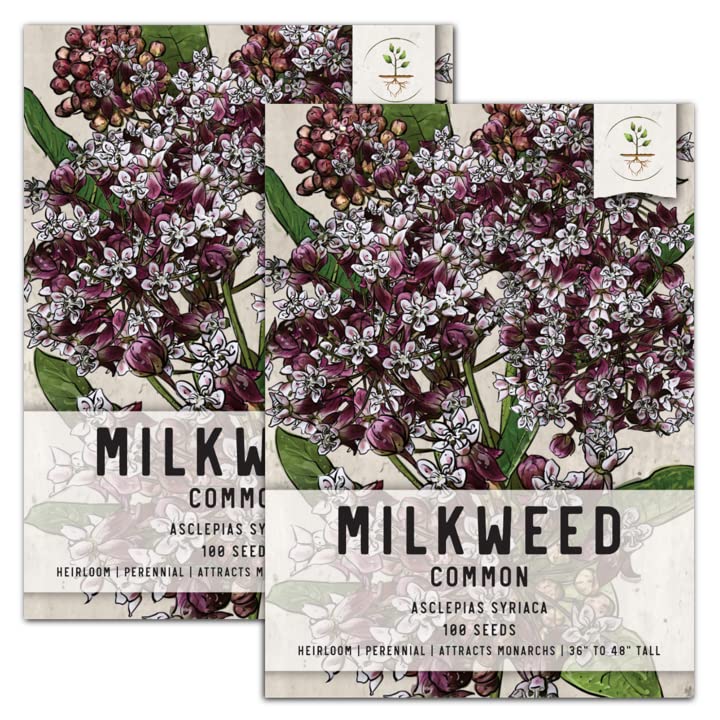 Seed Needs, Pink Common Milkweed Seeds for Planting (Asclepias syriaca) Heirloom, Untreated & Open Pollinated, Attracts Monarch Butterflies (2 Packs)