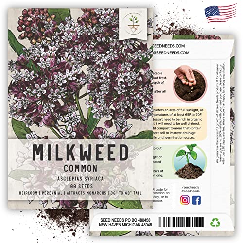 Seed Needs, Pink Common Milkweed Seeds for Planting (Asclepias syriaca) Heirloom, Untreated & Open Pollinated, Attracts Monarch Butterflies (2 Packs)