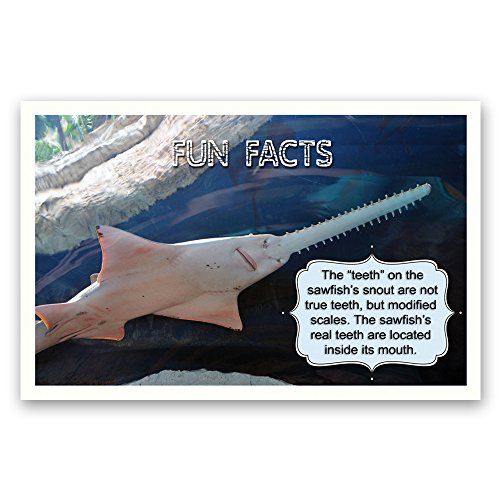 FUN FACTS postcard set of 20. Post card variety pack with trivia and fun fact theme postcards. Made in USA.