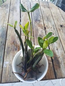 5 live mangroves - red mangrove seedlings - filtration, aquarium, reef, tank, saltwater, aquatic, plants