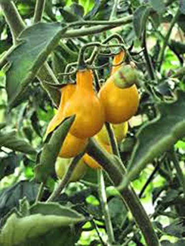 Tomato,Yellow PEAR Tomato Seed, Heirloom, Non-GMO, 25+ Seeds, Tasty, Great for Salads