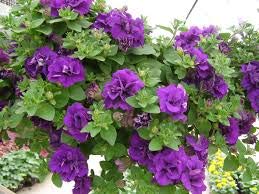 100 double wave blue velvet petunia seeds