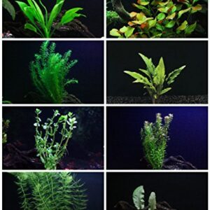 30+ Stems - 8 Species - - Anacharis, Amazon, Rotala, Ludwigia and More!