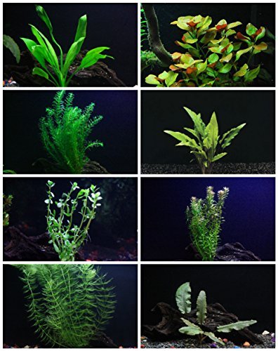 30+ Stems - 8 Species - - Anacharis, Amazon, Rotala, Ludwigia and More!