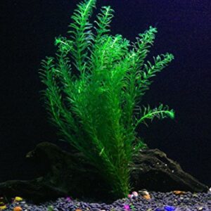 30+ Stems - 8 Species - - Anacharis, Amazon, Rotala, Ludwigia and More!