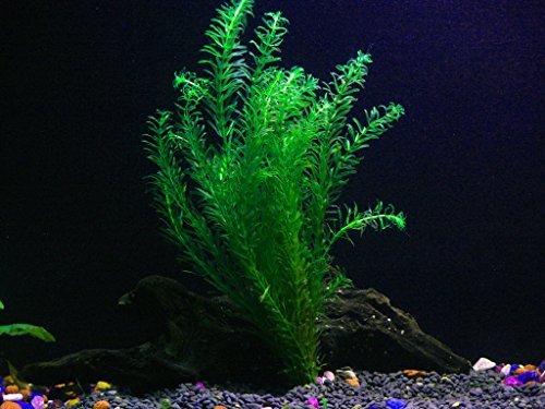 30+ Stems - 8 Species - - Anacharis, Amazon, Rotala, Ludwigia and More!