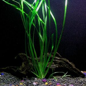 30+ Stems - 8 Species - - Anacharis, Amazon, Rotala, Ludwigia and More!