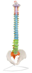 flexible human spine model with pelvis - color coded cervical, thoracic & lumbar vertebrae - life sized, 31.5" tall - medical quality for chiropractors