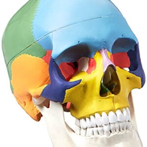 Didactic Colored Human Skull Anatomical Model, Medical Quality, Life Sized (9" Height) - 3 Parts