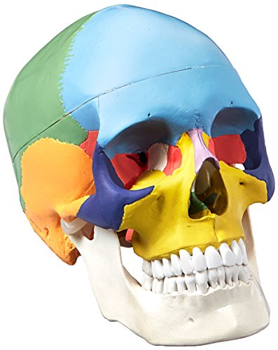 Didactic Colored Human Skull Anatomical Model, Medical Quality, Life Sized (9" Height) - 3 Parts