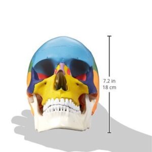 Didactic Colored Human Skull Anatomical Model, Medical Quality, Life Sized (9" Height) - 3 Parts