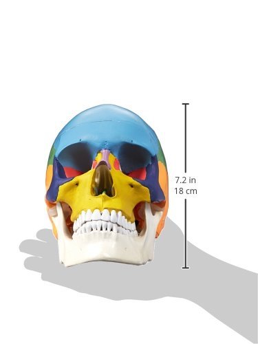 Didactic Colored Human Skull Anatomical Model, Medical Quality, Life Sized (9" Height) - 3 Parts