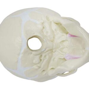 Human Fetus (Infant) Skull Anatomical Model, Life Sized, Hand Painted