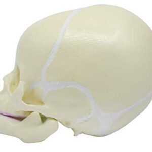 Human Fetus (Infant) Skull Anatomical Model, Life Sized, Hand Painted