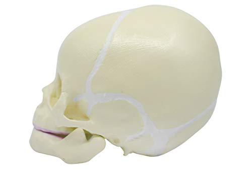 Human Fetus (Infant) Skull Anatomical Model, Life Sized, Hand Painted