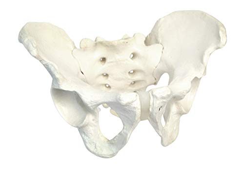 Male Pelvic Skeleton Anatomical Model, Medical Quality, Life Sized (11" x 9" x 5" Approx.)