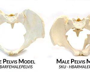 Male Pelvic Skeleton Anatomical Model, Medical Quality, Life Sized (11" x 9" x 5" Approx.)