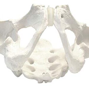 Male Pelvic Skeleton Anatomical Model, Medical Quality, Life Sized (11" x 9" x 5" Approx.)