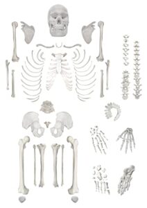 disarticulated human skeleton model for anatomy, life size 62" high - medical quality, 200+ skeletal bones - 3 part skull with movable jaw, articulated hand & foot - hbarsci