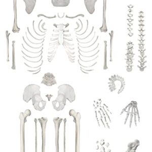 Disarticulated Human Skeleton Model for Anatomy, Life Size 62" High - Medical Quality, 200+ Skeletal Bones - 3 Part Skull with Movable Jaw, Articulated Hand & Foot - hBARSCI