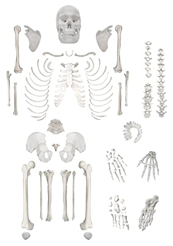 Disarticulated Human Skeleton Model for Anatomy, Life Size 62" High - Medical Quality, 200+ Skeletal Bones - 3 Part Skull with Movable Jaw, Articulated Hand & Foot - hBARSCI