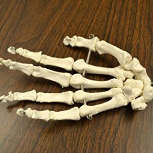 Disarticulated Human Skeleton Model for Anatomy, Life Size 62" High - Medical Quality, 200+ Skeletal Bones - 3 Part Skull with Movable Jaw, Articulated Hand & Foot - hBARSCI