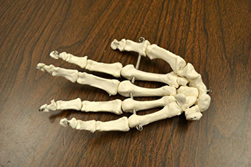 Disarticulated Human Skeleton Model for Anatomy, Life Size 62" High - Medical Quality, 200+ Skeletal Bones - 3 Part Skull with Movable Jaw, Articulated Hand & Foot - hBARSCI