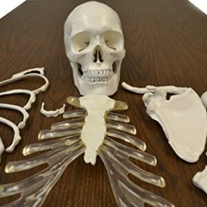 Disarticulated Human Skeleton Model for Anatomy, Life Size 62" High - Medical Quality, 200+ Skeletal Bones - 3 Part Skull with Movable Jaw, Articulated Hand & Foot - hBARSCI